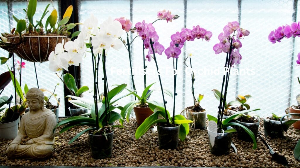 Fertiliser for Orchid Plants: A Comprehensive Guide. - Agritell.com