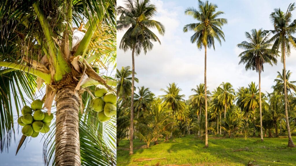 World Coconut Day 2025 Celebrated in Guwahati by Coconut Development ...