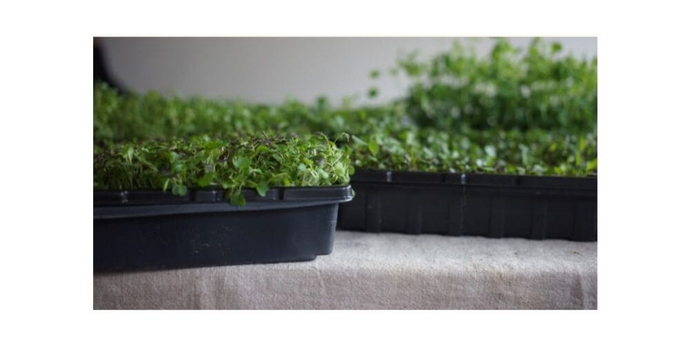 The Only Supplies You Really Need to Grow Microgreens at Home ...
