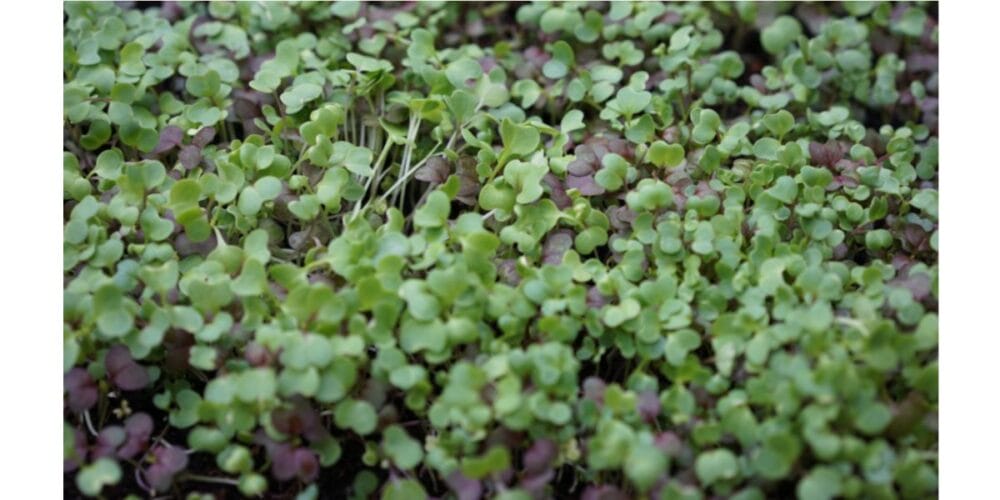 The Only Supplies You Really Need to Grow Microgreens at Home ...